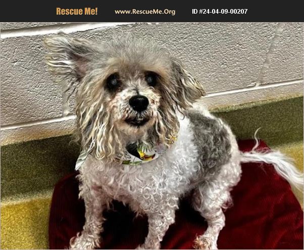 ADOPT 24040900207 ~ Poodle Rescue ~ Moreno Valley, CA