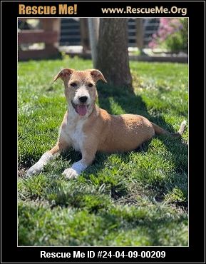 - California Airedale Rescue - ADOPTIONS - Rescue Me!