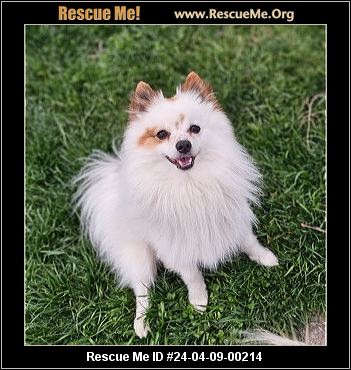 - Pennsylvania Pomeranian Rescue - ADOPTIONS - Rescue Me!