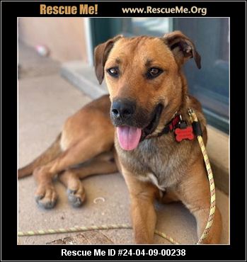 - New Mexico Dog Rescue - ADOPTIONS - Rescue Me!