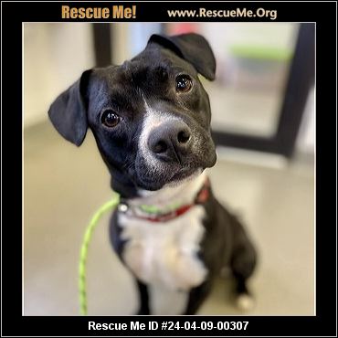 - Virginia Boston Terrier Rescue - ADOPTIONS - Rescue Me!