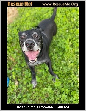 - Georgia Dog Rescue - ADOPTIONS - Rescue Me!