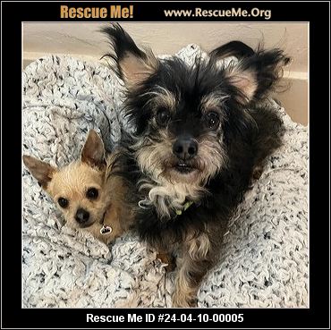 - California Yorkie Rescue - ADOPTIONS - Rescue Me!
