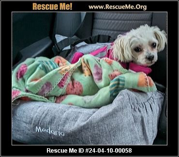 - Michigan Maltese Rescue - ADOPTIONS - Rescue Me!