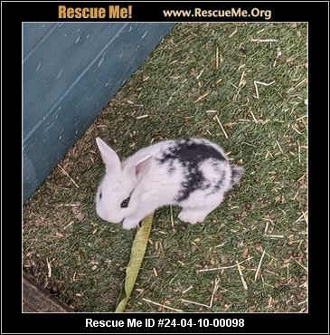- Florida Rabbit Rescue - ADOPTIONS - Rescue Me!