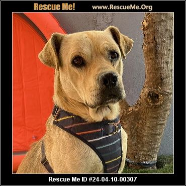 - California Pit Bull Rescue - ADOPTIONS - Rescue Me!