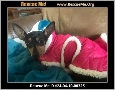 - California Miniature Pinscher Rescue - ADOPTIONS - Rescue Me!