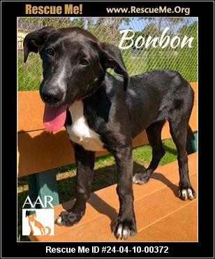 - Texas Border Terrier Rescue - ADOPTIONS - Rescue Me!