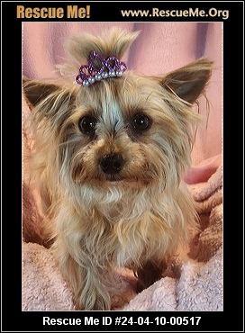 - Colorado Yorkie Rescue - ADOPTIONS - Rescue Me!