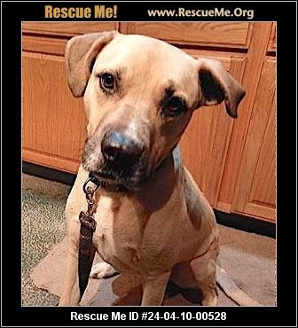 - New Jersey Dog Rescue - ADOPTIONS - Rescue Me!