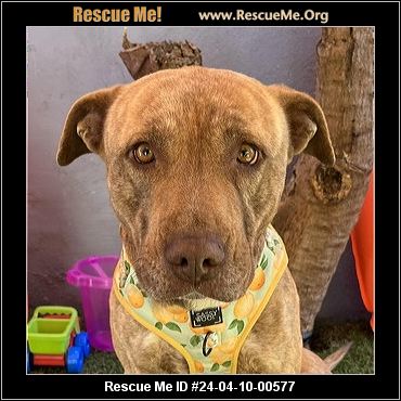 - California Lab Rescue - ADOPTIONS - Rescue Me!