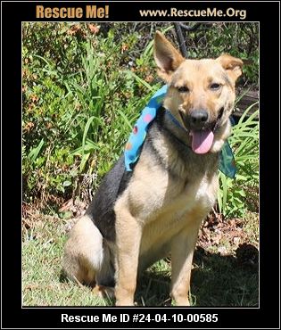 - Georgia Dog Rescue - ADOPTIONS - Rescue Me!