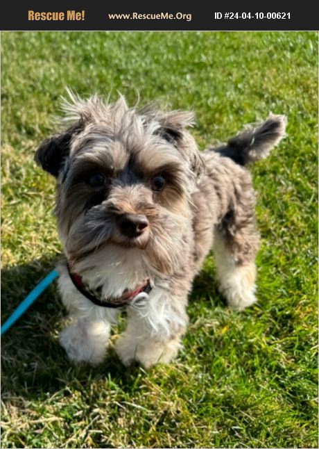 ADOPT 24041000621 ~ Yorkie Rescue ~ Los Angeles, CA