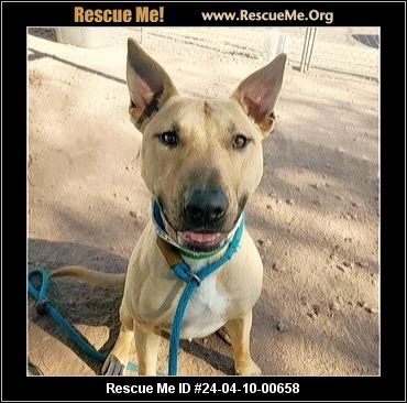 - Arizona Bull Terrier Rescue - ADOPTIONS - Rescue Me!