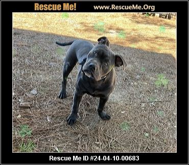 - North Carolina Pit Bull Rescue - ADOPTIONS - Rescue Me!