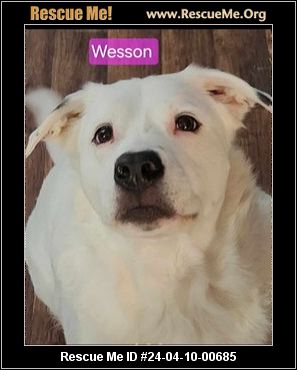 - Washington Dog Rescue - ADOPTIONS - Rescue Me!