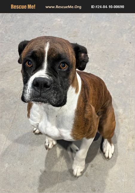 ADOPT 24041000690 ~ Boxer Rescue ~ Australia
