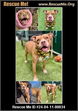 - Rhode Island Dog Rescue - ADOPTIONS - Rescue Me!