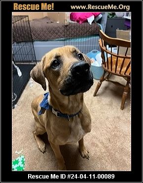 - Indiana Dog Rescue - ADOPTIONS - Rescue Me!