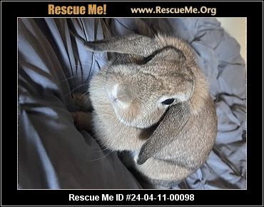 - Virginia Rabbit Rescue - ADOPTIONS - Rescue Me!
