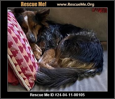- Pennsylvania Dog Rescue - ADOPTIONS - Rescue Me!
