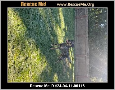 - Pennsylvania Dog Rescue - ADOPTIONS - Rescue Me!