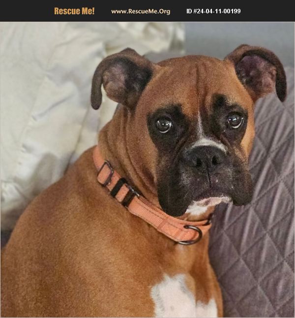 ADOPT 24041100199 ~ Boxer Rescue ~ Cuba, MO