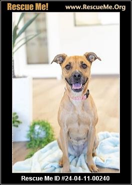 - Arizona Mutt Rescue - ADOPTIONS - Rescue Me!