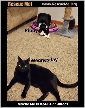 - Washington Cat Rescue - ADOPTIONS - Rescue Me!