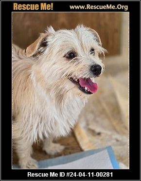 - California Maltese Rescue - ADOPTIONS - Rescue Me!