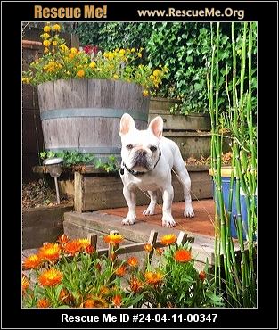 - California French Bulldog Rescue - ADOPTIONS - Rescue Me!