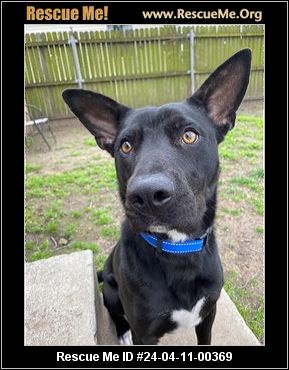 - New Jersey Dog Rescue - ADOPTIONS - Rescue Me!