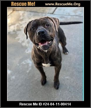 - New Jersey Dog Rescue - ADOPTIONS - Rescue Me!