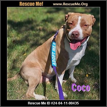 - New Jersey Dog Rescue - ADOPTIONS - Rescue Me!
