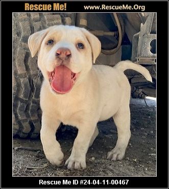 - New Jersey Dog Rescue - ADOPTIONS - Rescue Me!