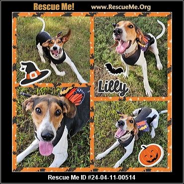 - Mercy Rescue Haven - SC - AVAILABLE PETS