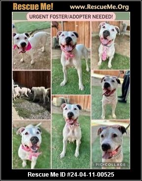 - California Pit Bull Rescue - ADOPTIONS - Rescue Me!