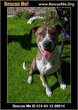 - California Pit Bull Rescue - ADOPTIONS - Rescue Me!