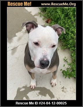 - Rhode Island Dog Rescue - ADOPTIONS - Rescue Me!