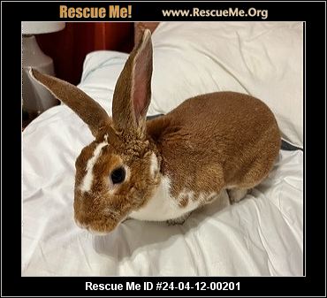 - Arkansas Rabbit Rescue - ADOPTIONS - Rescue Me!