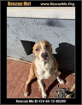 - Arizona Pit Bull Rescue - ADOPTIONS - Rescue Me!