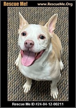 - Georgia Dog Rescue - ADOPTIONS - Rescue Me!