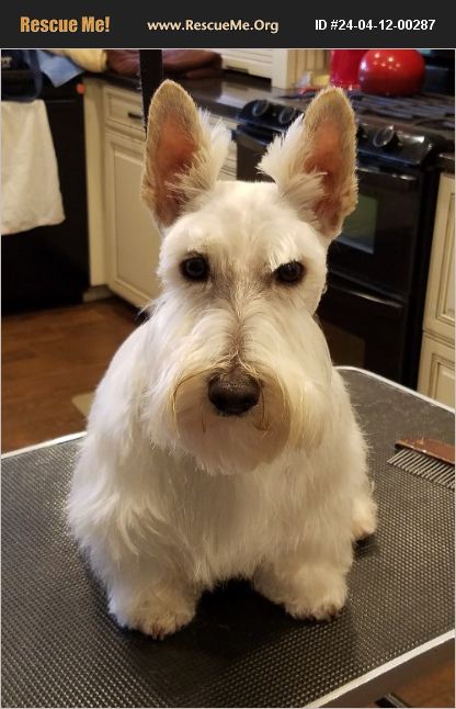 ADOPT 24041200287 ~ Scottish Terrier Rescue ~ Tucson, AZ