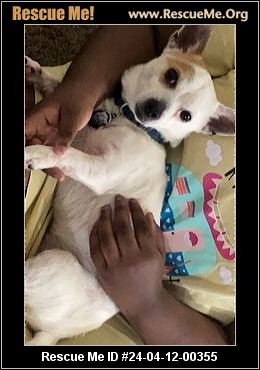 - California Corgi Rescue - ADOPTIONS - Rescue Me!