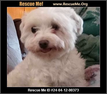 - Wisconsin Maltese Rescue - ADOPTIONS - Rescue Me!