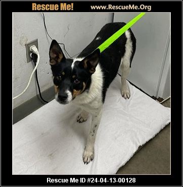 - Texas Rat Terrier Rescue - ADOPTIONS - Rescue Me!