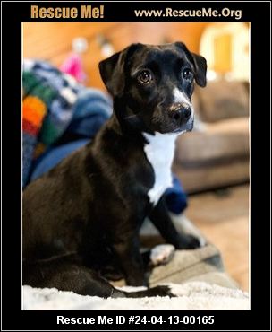 - New Jersey Dog Rescue - ADOPTIONS - Rescue Me!