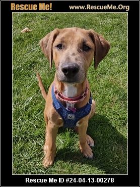 - Washington Dog Rescue - ADOPTIONS - Rescue Me!