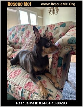 - California Miniature Pinscher Rescue - ADOPTIONS - Rescue Me!