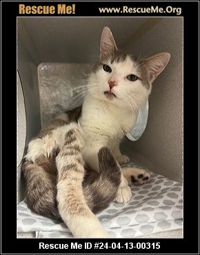 - Virginia Cat Rescue - ADOPTIONS - Rescue Me!